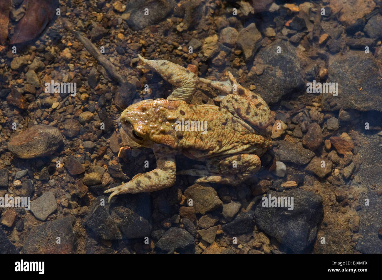 Toad Bank High Resolution Stock Photography and Images - Alamy