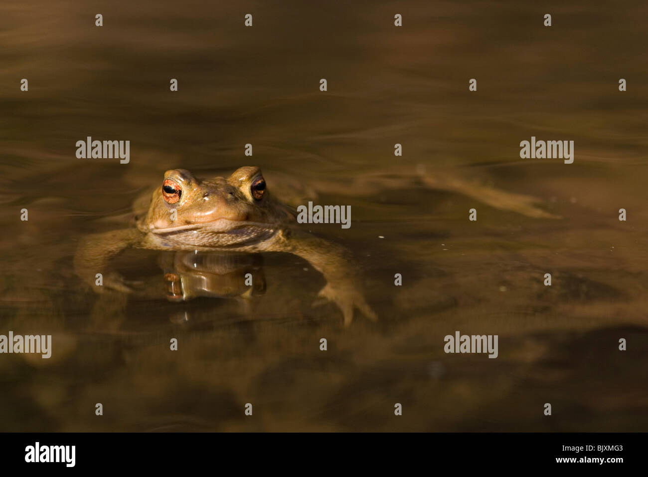 Sea toads hi-res stock photography and images - Alamy