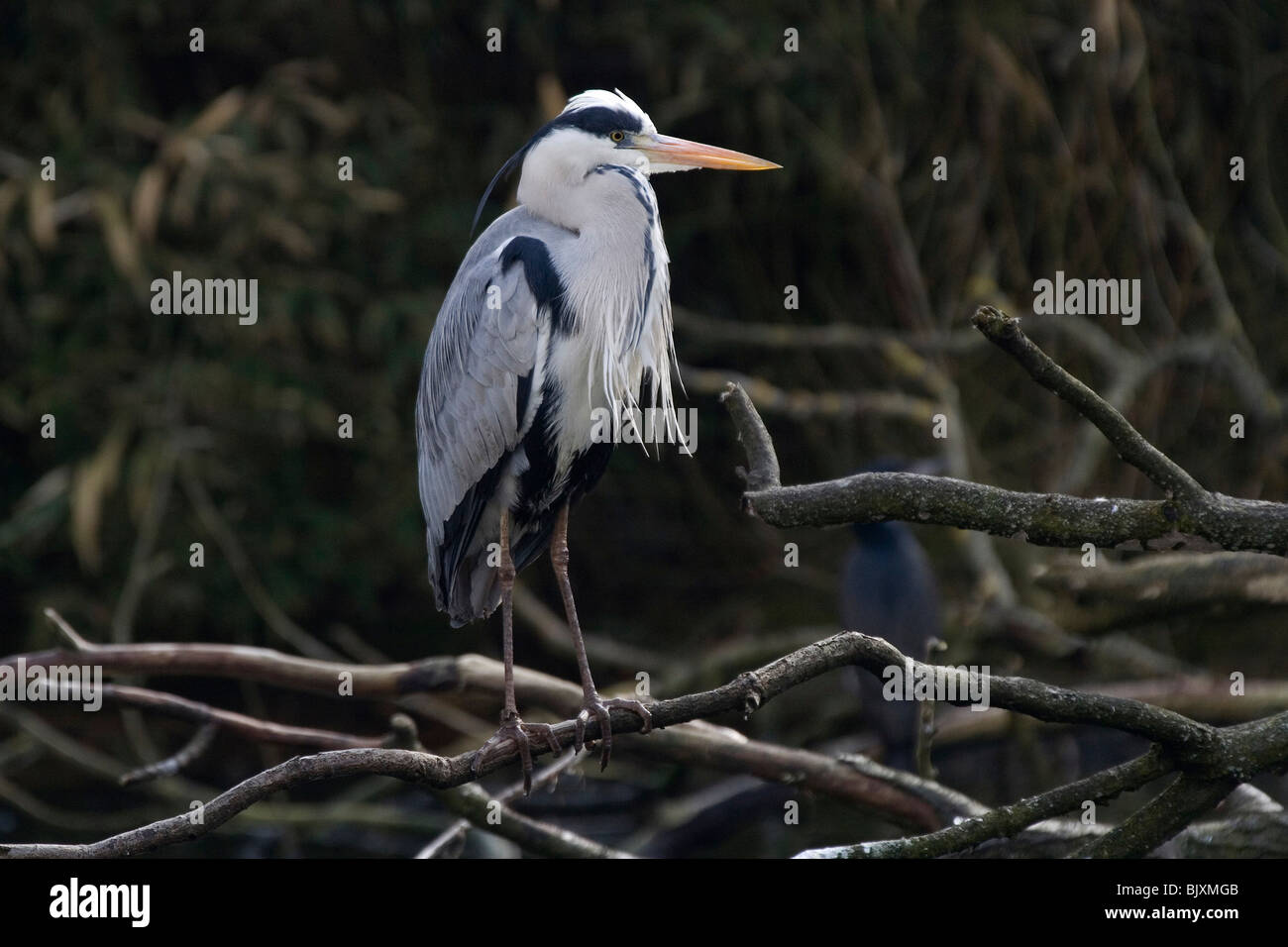 Grey gray heron hi-res stock photography and images - Alamy