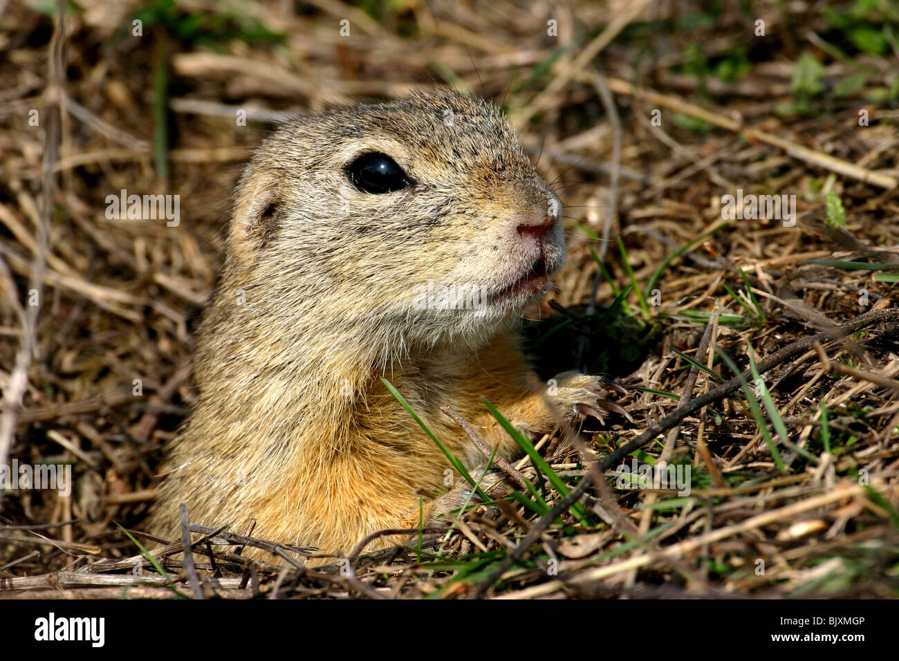 Gopher hole hi-res stock photography and images - Alamy