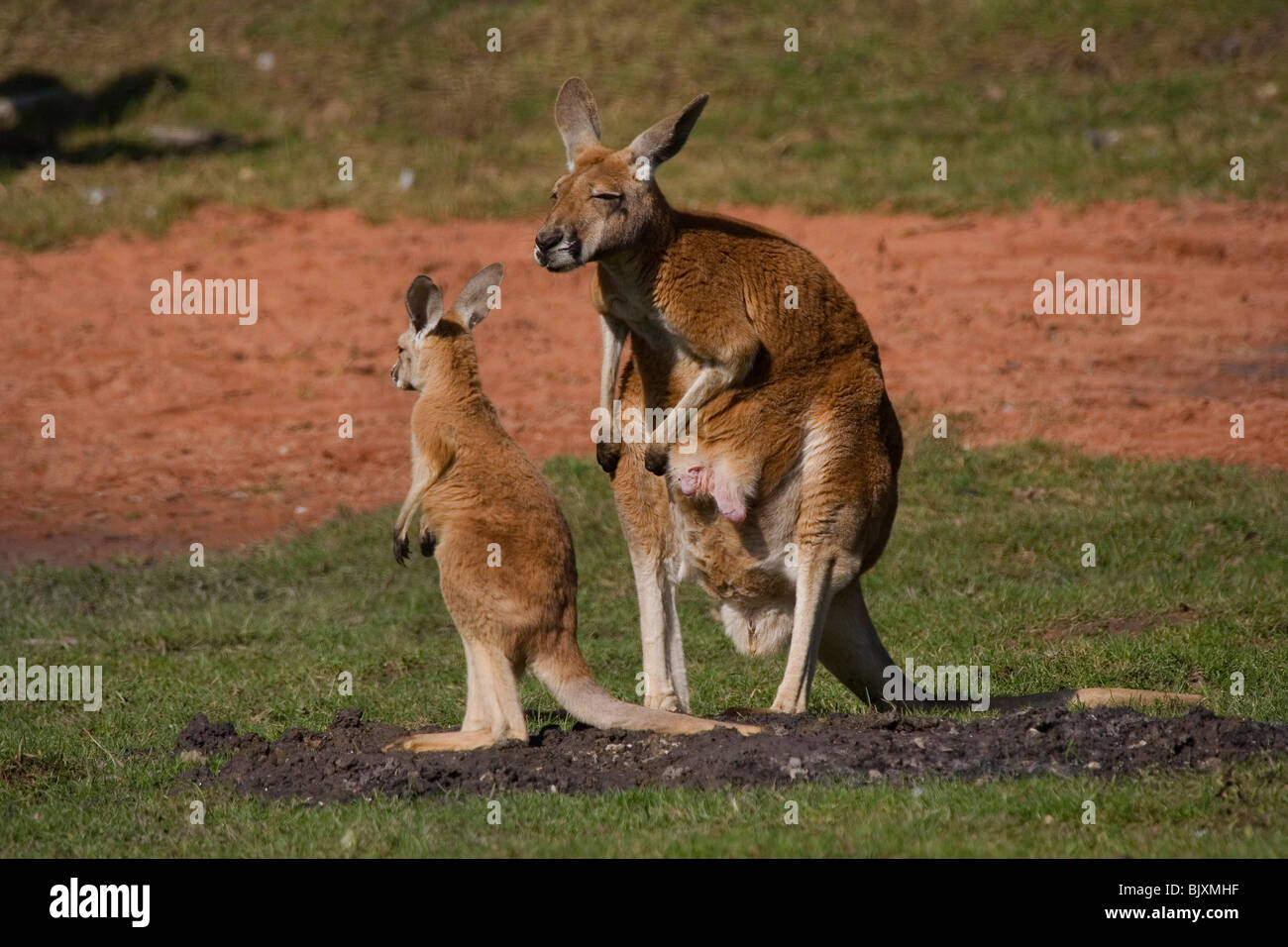 Kangaroo kangaroos mammal mammals hi-res stock photography and images ...