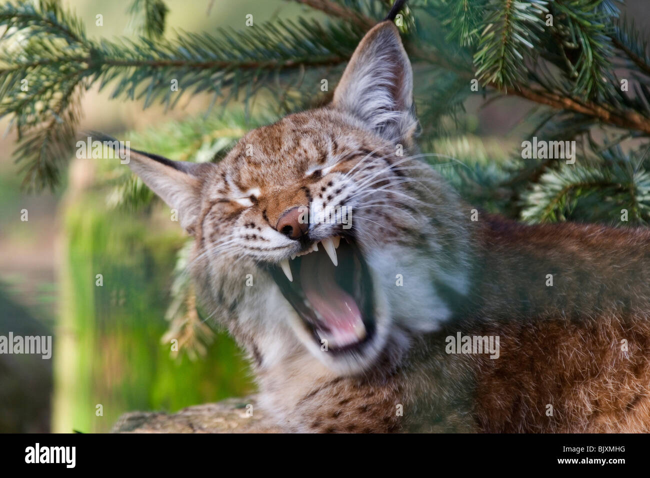 Eurasian lynxes portrait hi-res stock photography and images - Alamy