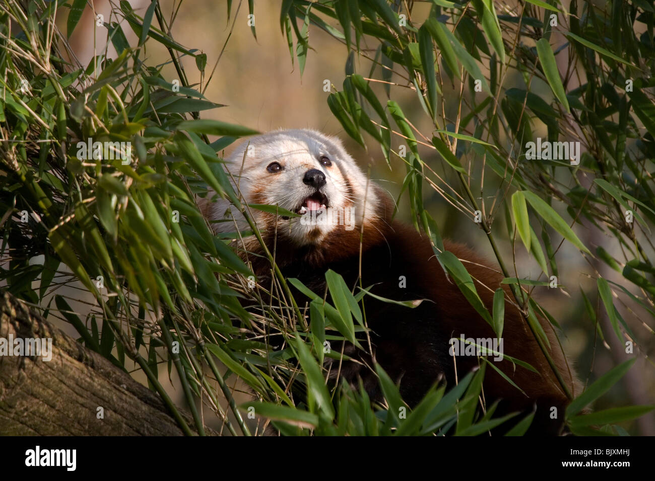 Panda zoo camera hi-res stock photography and images - Alamy