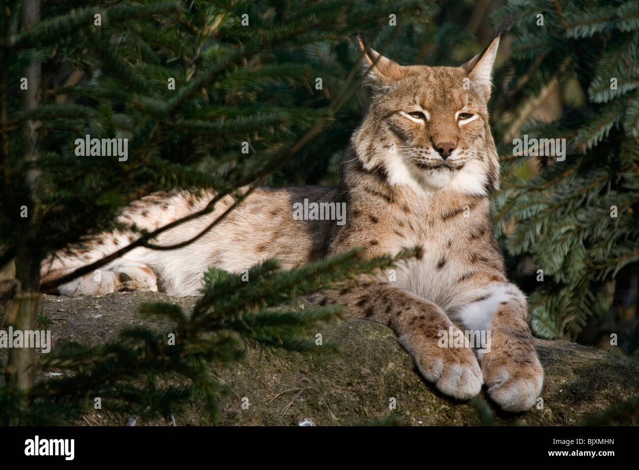 Eurasian lynx adult animal hi-res stock photography and images - Alamy