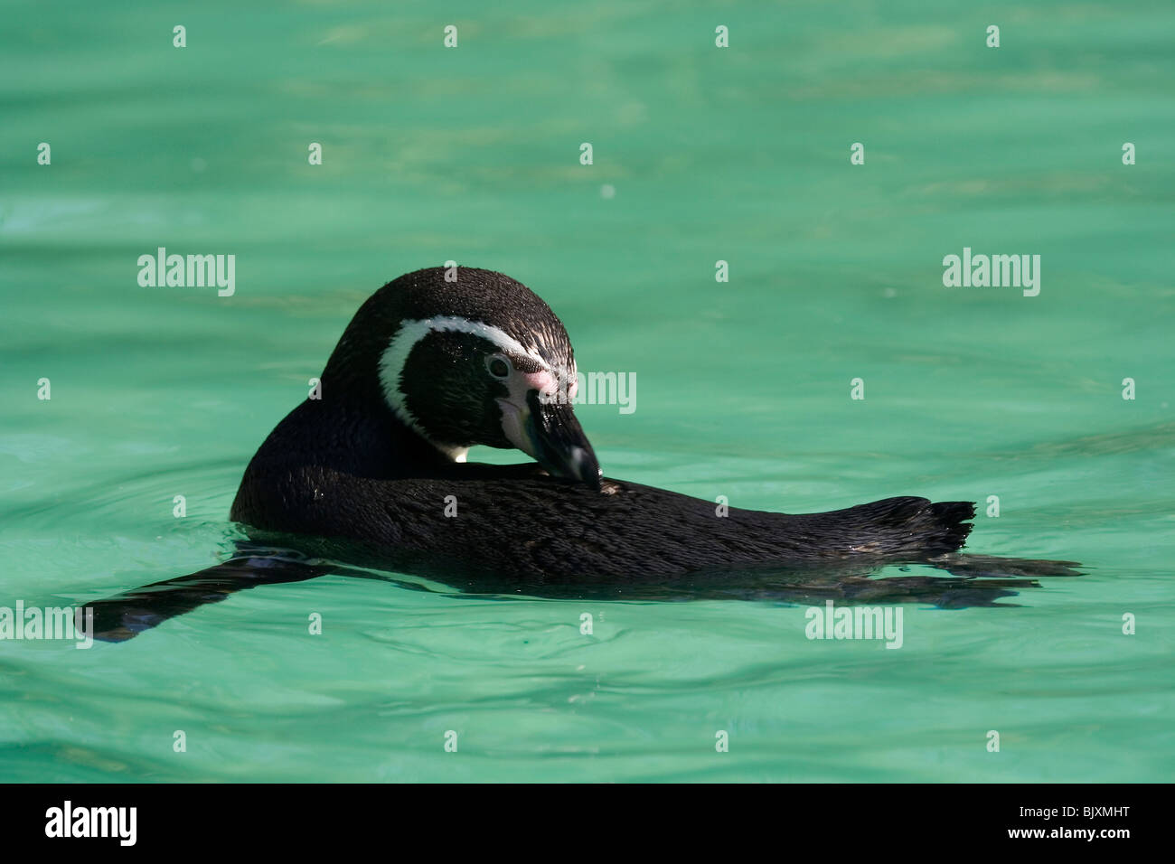 Clean penguin hi-res stock photography and images - Alamy