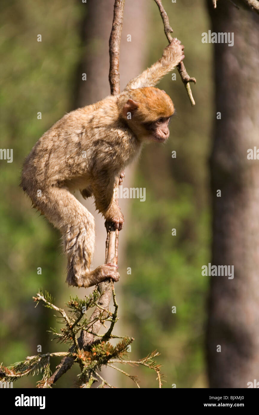 Ape behaviour hi-res stock photography and images - Alamy