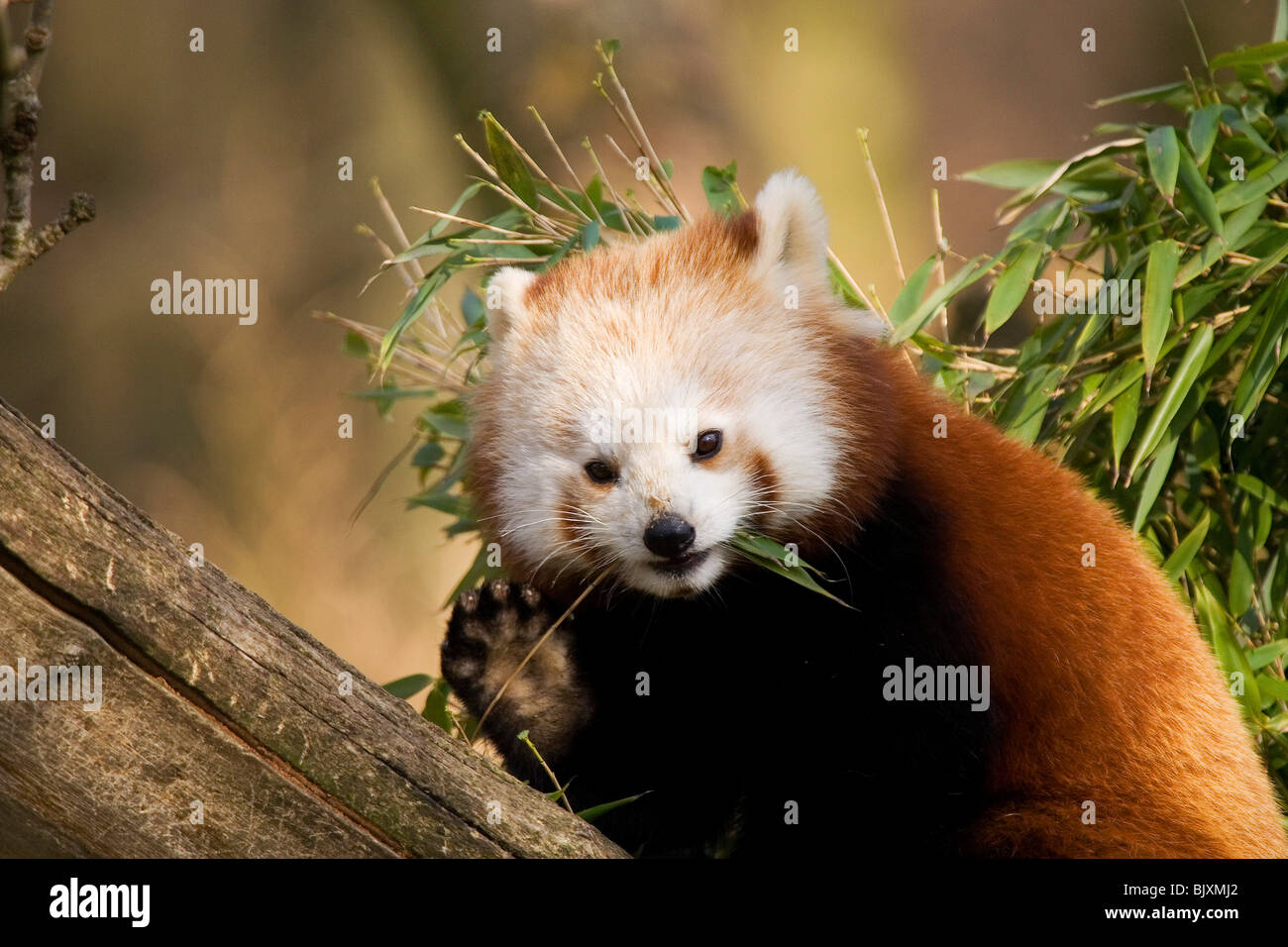 Red panda bamboo hi-res stock photography and images - Alamy