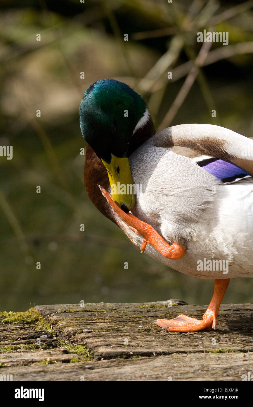 Mallard duck size hi-res stock photography and images - Alamy