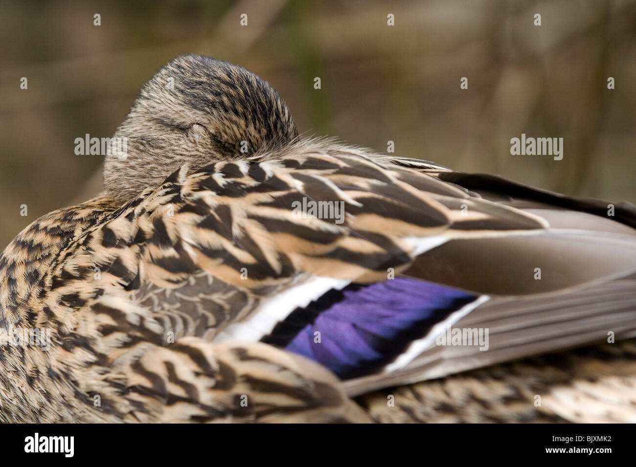 Mallards sleeping hi-res stock photography and images - Alamy
