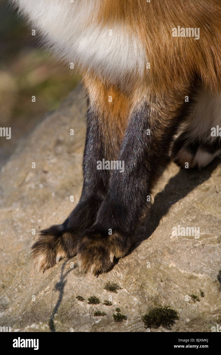 Red fox detail hi-res stock photography and images - Alamy