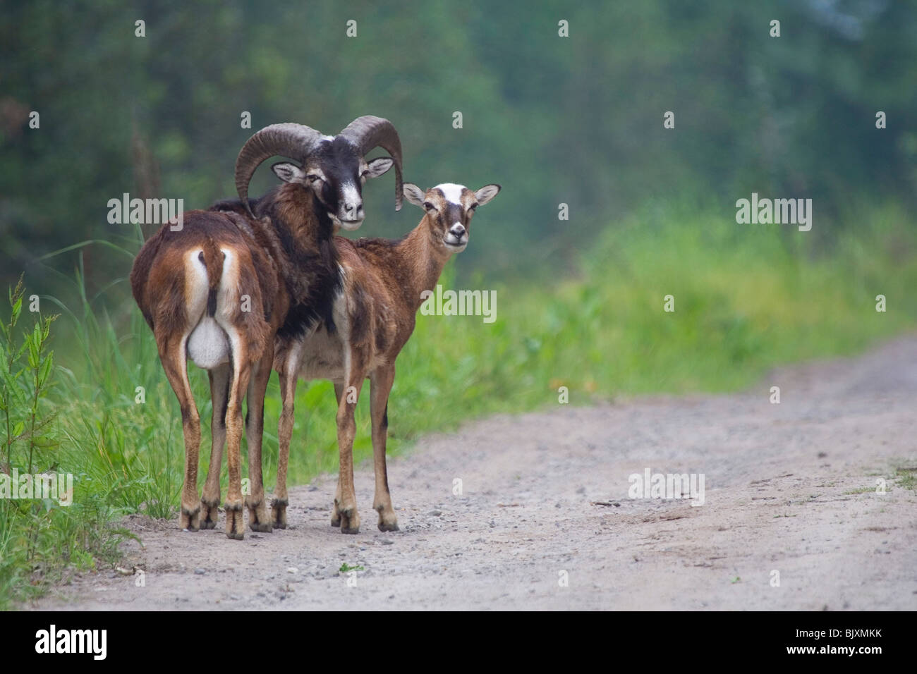 Two Mouflons High Resolution Stock Photography and Images - Alamy