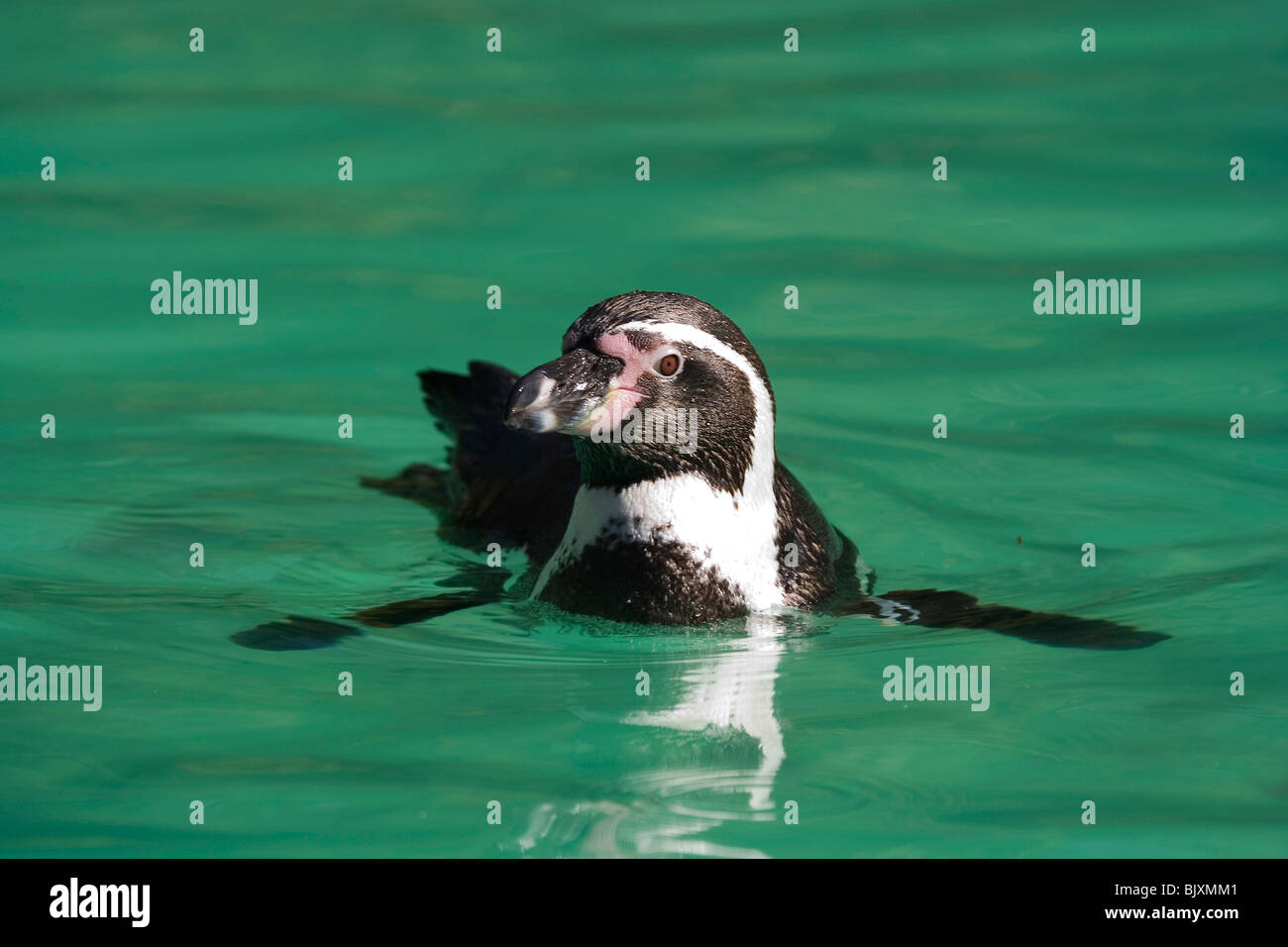 Penguins swims hi-res stock photography and images - Alamy