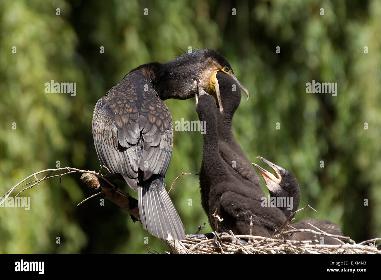 Group of great cormorants hi-res stock photography and images - Alamy