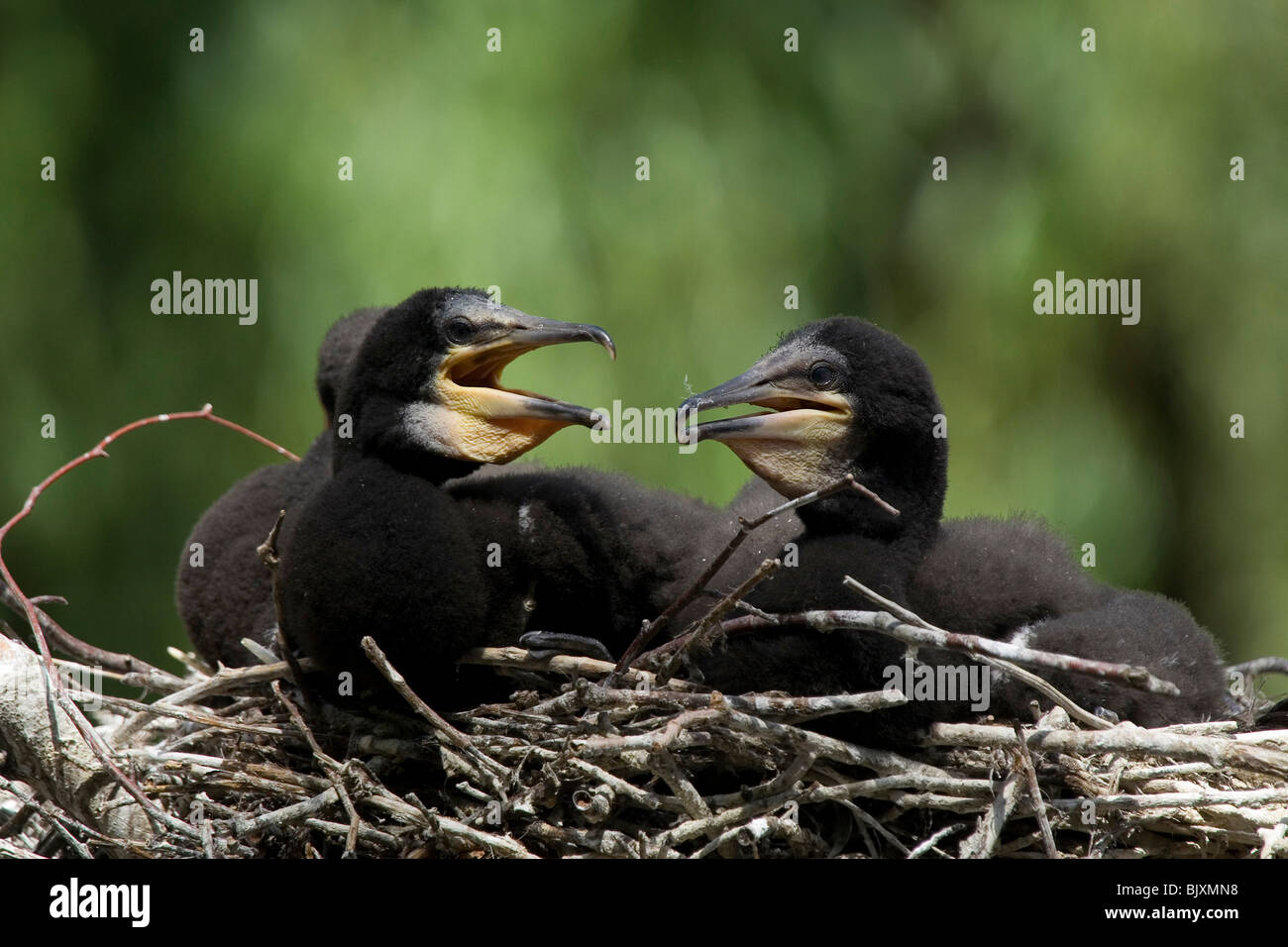 Cormorant with babies hi-res stock photography and images - Alamy