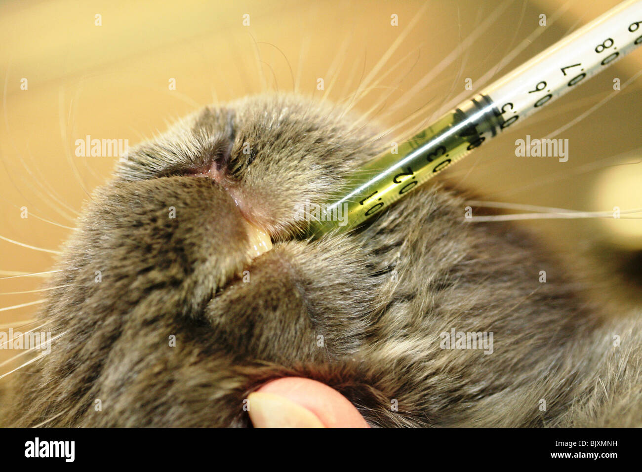 bunny at vet Stock Photo - Alamy