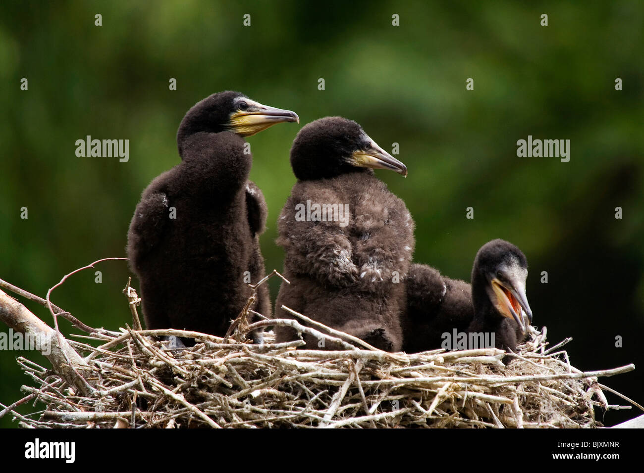 Baby cormorant hi-res stock photography and images - Alamy