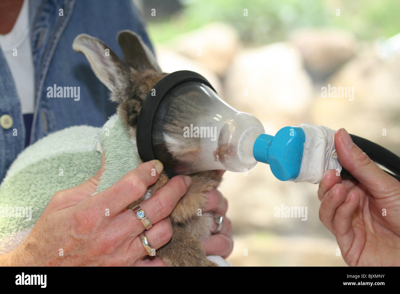 bunny at vet Stock Photo - Alamy