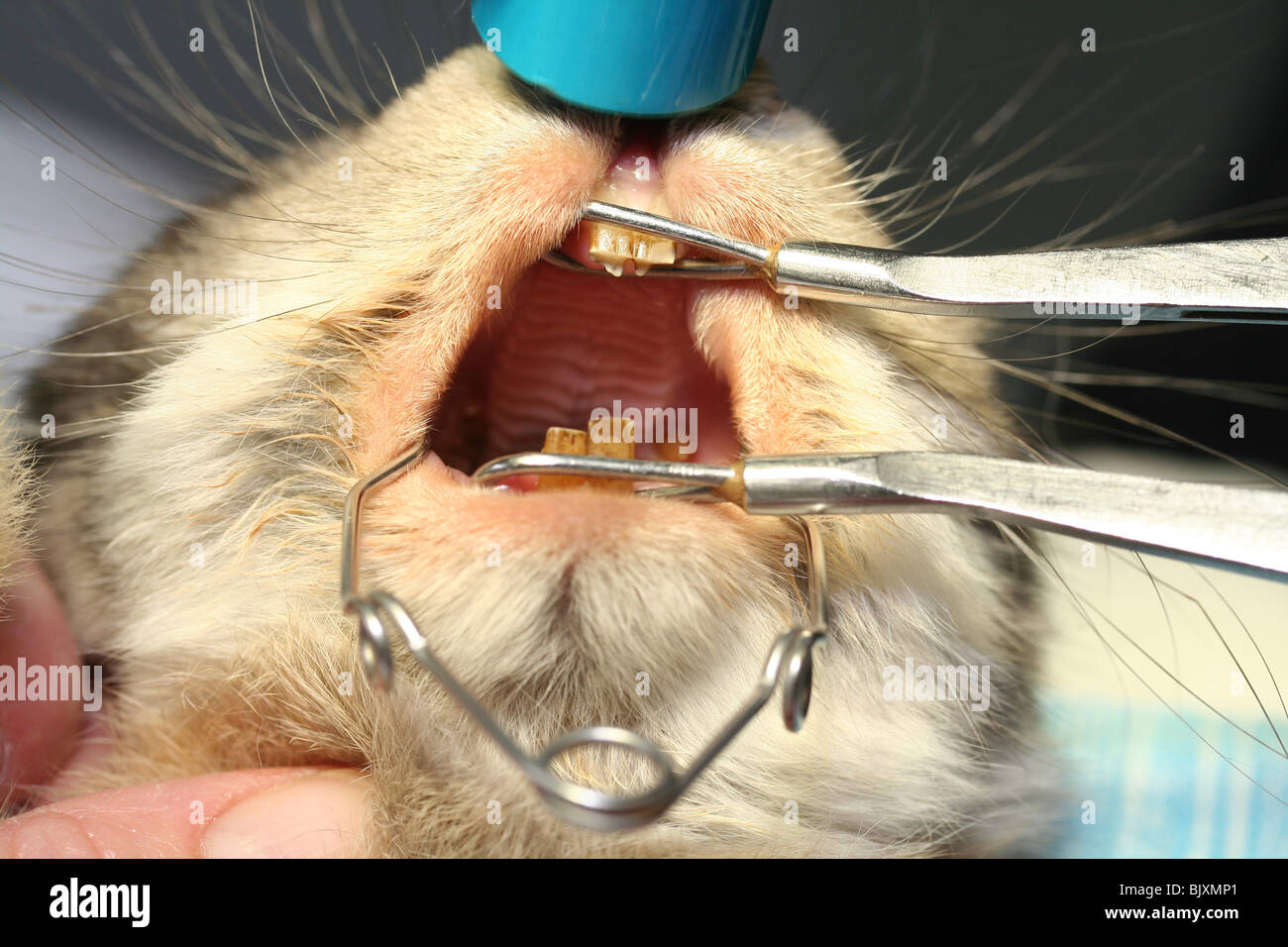 bunny at vet Stock Photo - Alamy