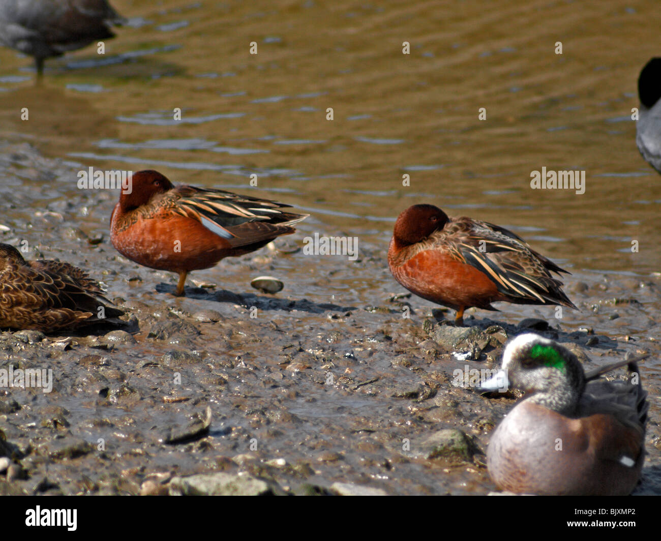 American widgeon ducks hi-res stock photography and images - Alamy