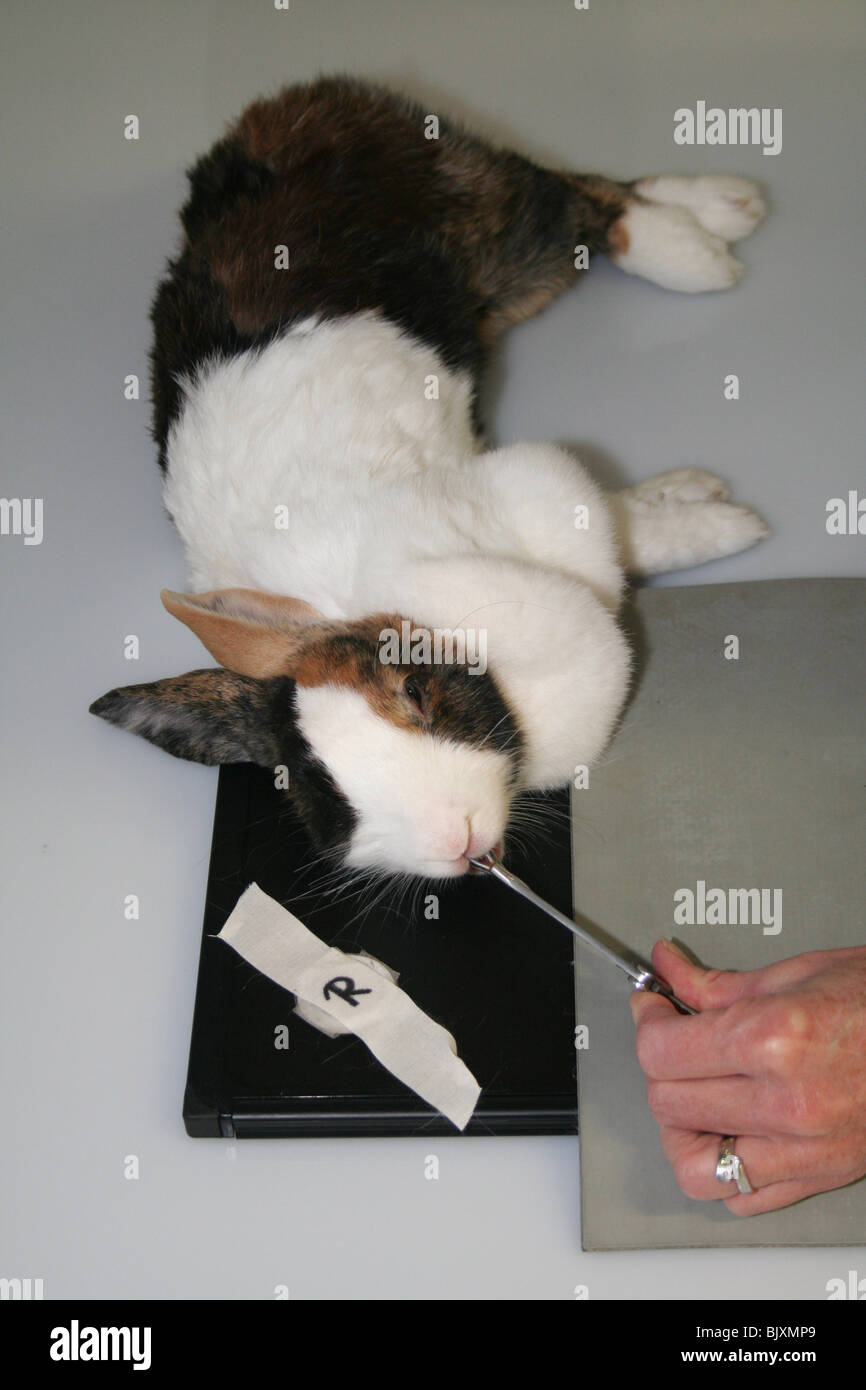 Anesthetise hi-res stock photography and images - Alamy