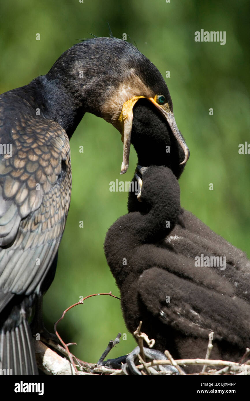 Raven feeding young hi-res stock photography and images - Alamy