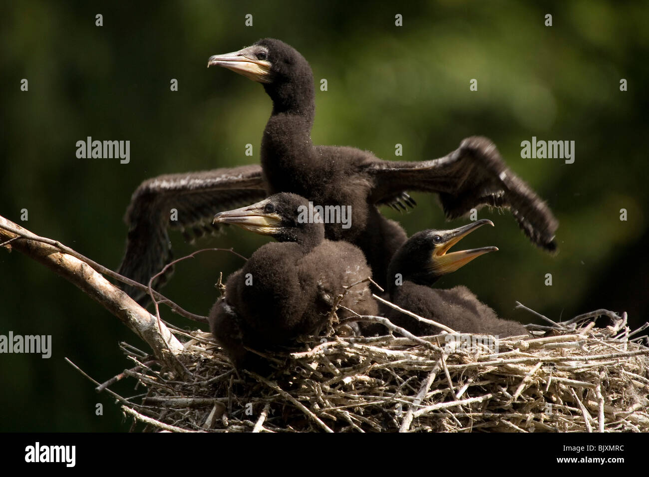 Baby cormorants hi-res stock photography and images - Alamy