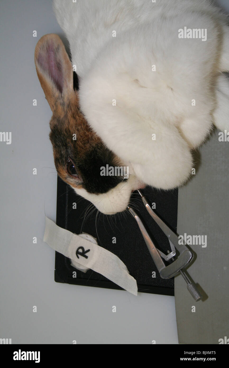 Anaesthetize hi-res stock photography and images - Alamy