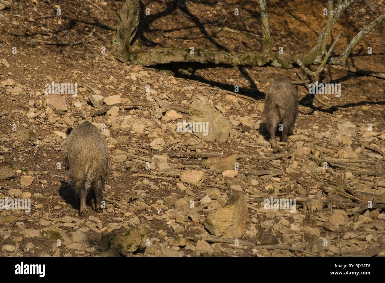Rear view two wild boars hi-res stock photography and images - Alamy