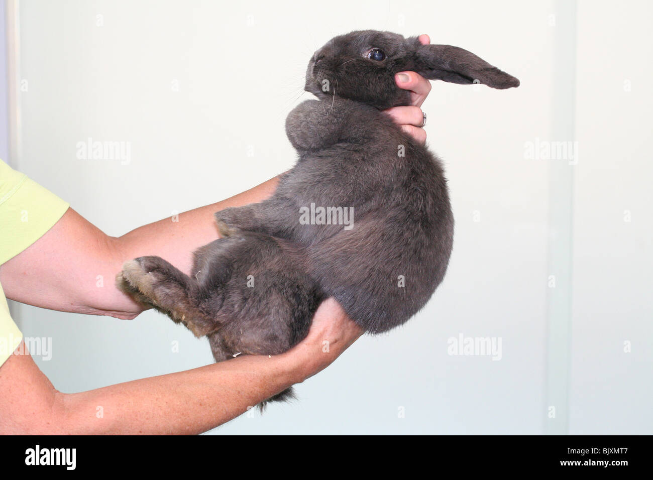 bunny at vet Stock Photo - Alamy