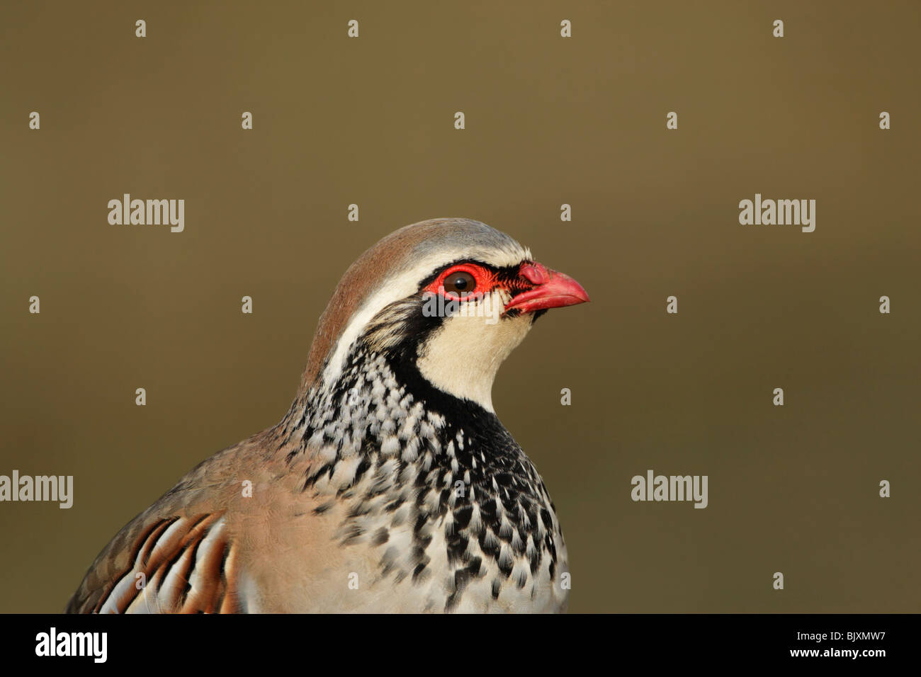 Partridge hi-res stock photography and images - Alamy