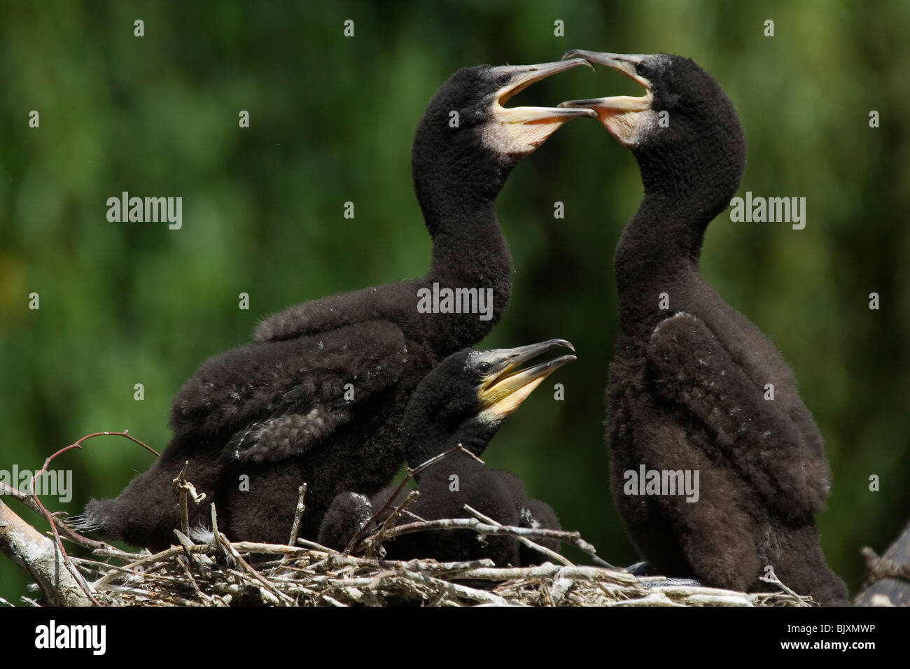Cormorant with babies hi-res stock photography and images - Alamy