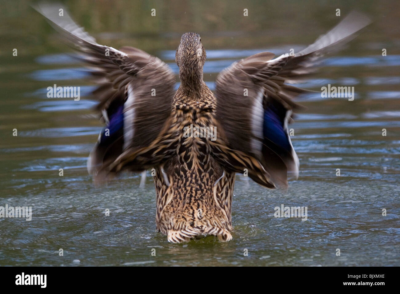 Mallard duck with wings back hi-res stock photography and images - Alamy