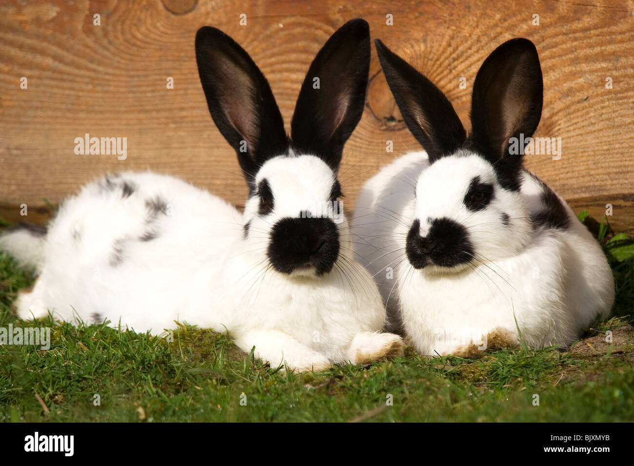 Piebald rabbit hi-res stock photography and images - Alamy