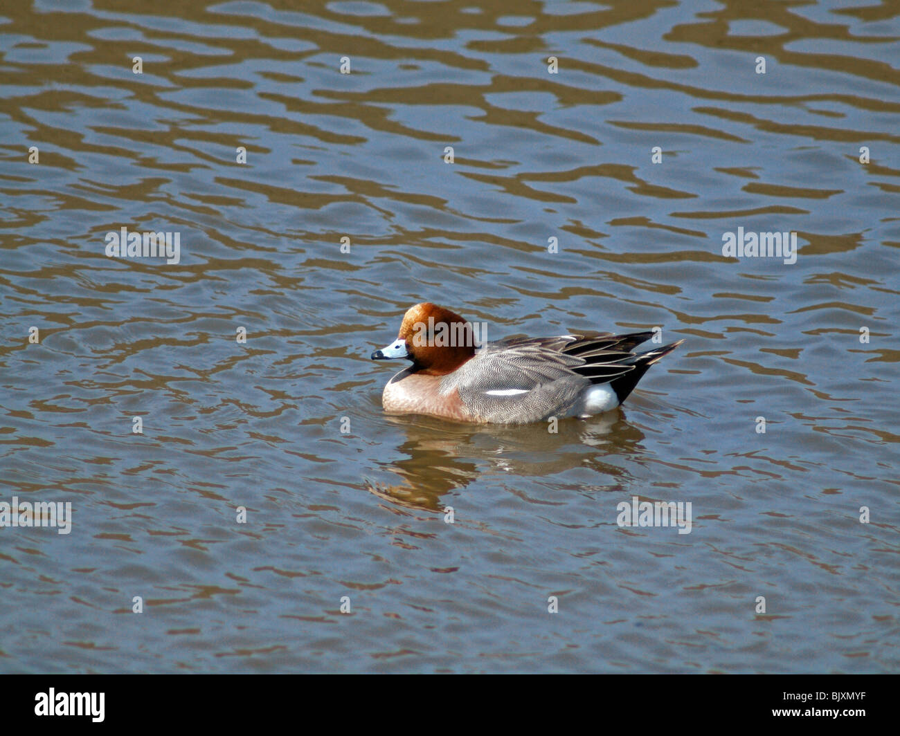 Eurasian Widgeon Duck, Anas penelope Stock Photo - Alamy