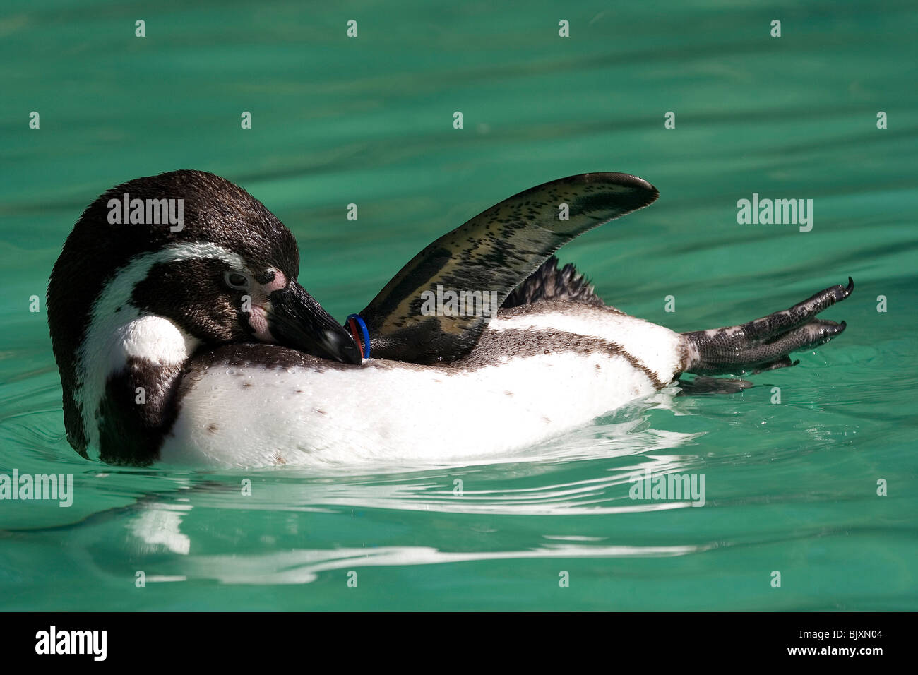 Clean penguin hi-res stock photography and images - Alamy
