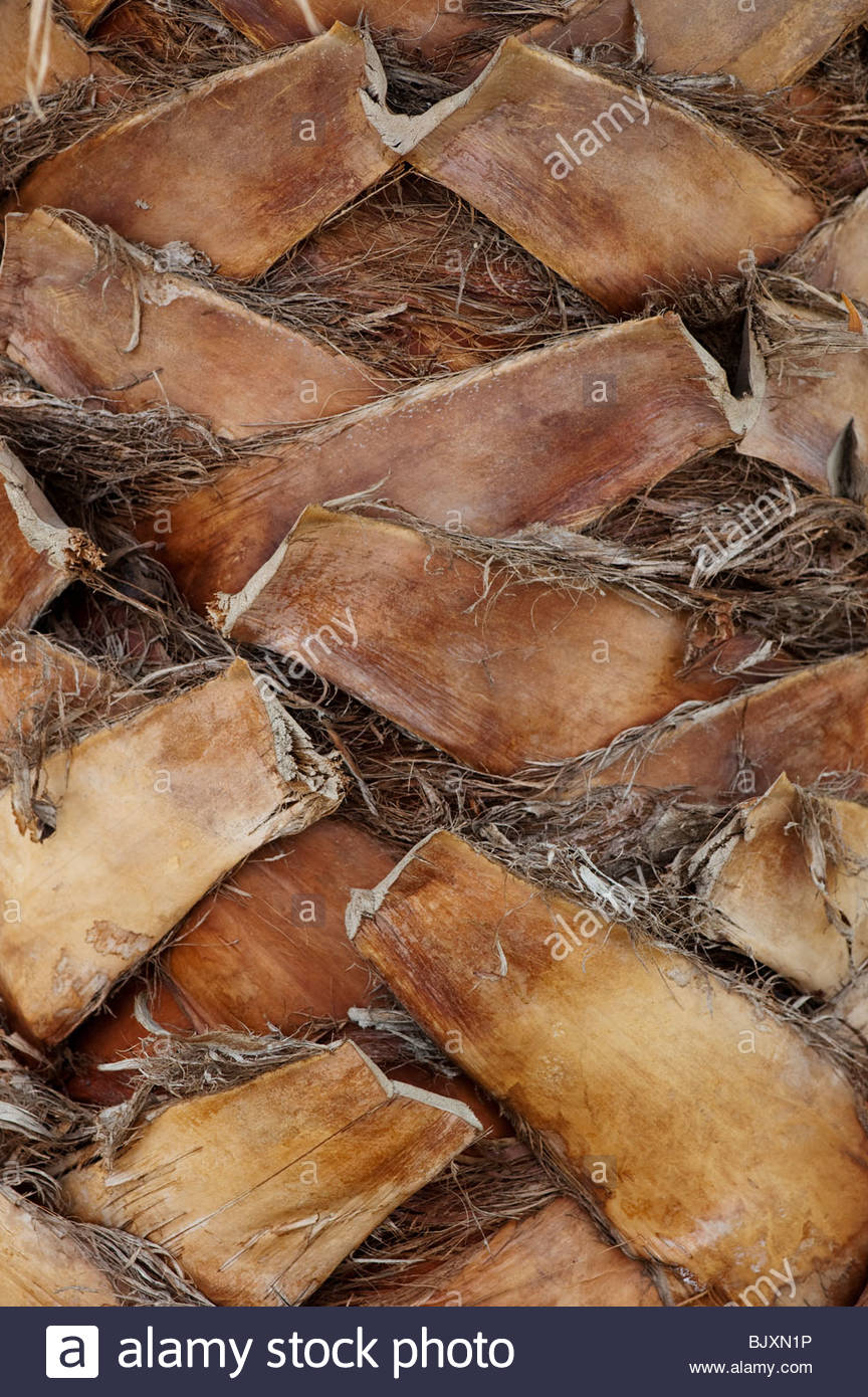 Washingtonia Robusta Trunk
