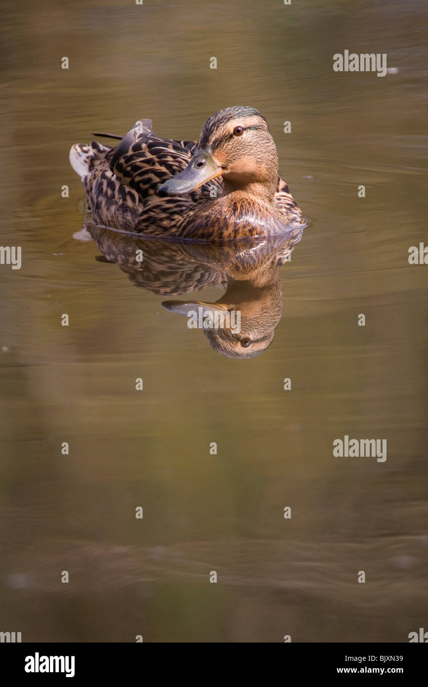Mallard duck size hi-res stock photography and images - Alamy