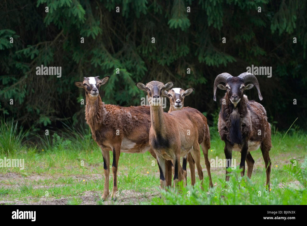 Mouflons hi-res stock photography and images - Alamy