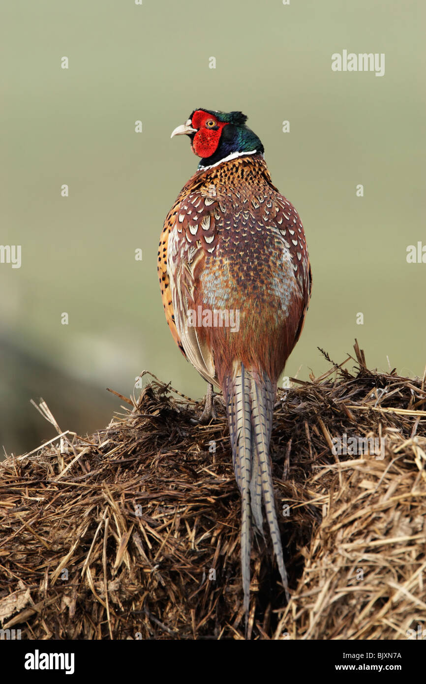 Common pheasant (Phasianus colchicus) male rear view with head turned ...