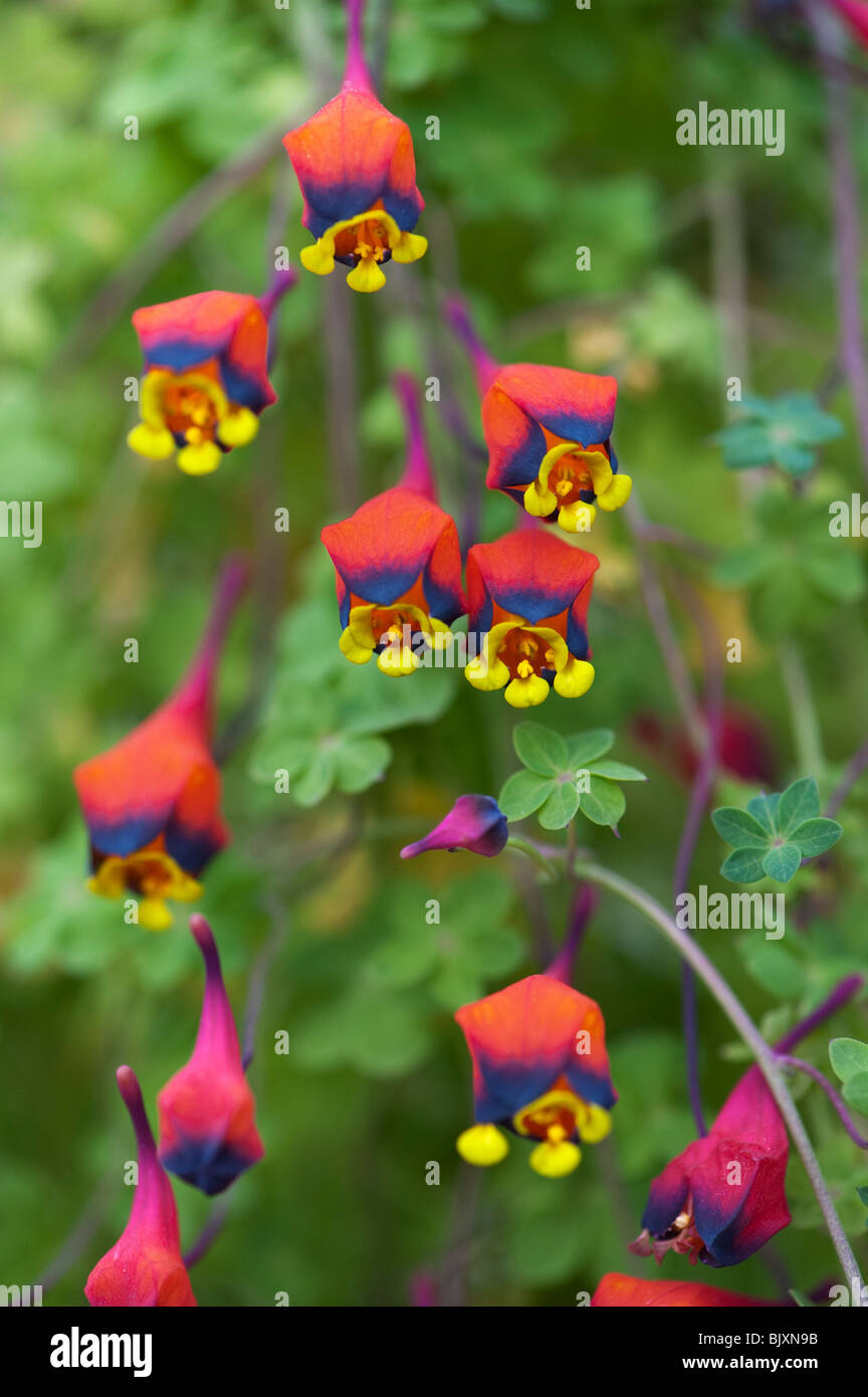 Tropaeolum tricolor. Bolivian Nasturtium. Three-coloured nasturtium ...