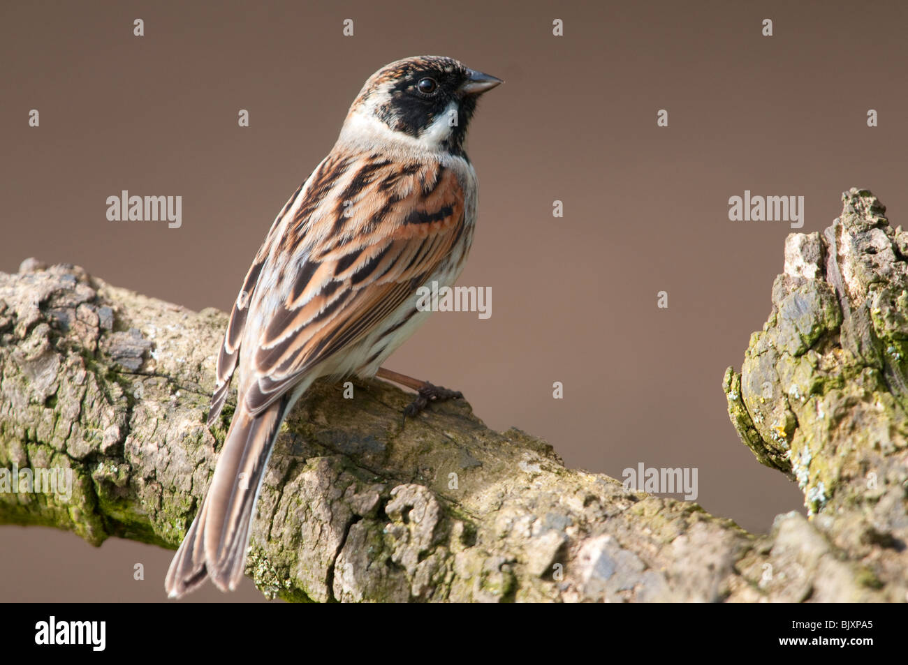 Male Reed Bunting on branch Stock Photo - Alamy