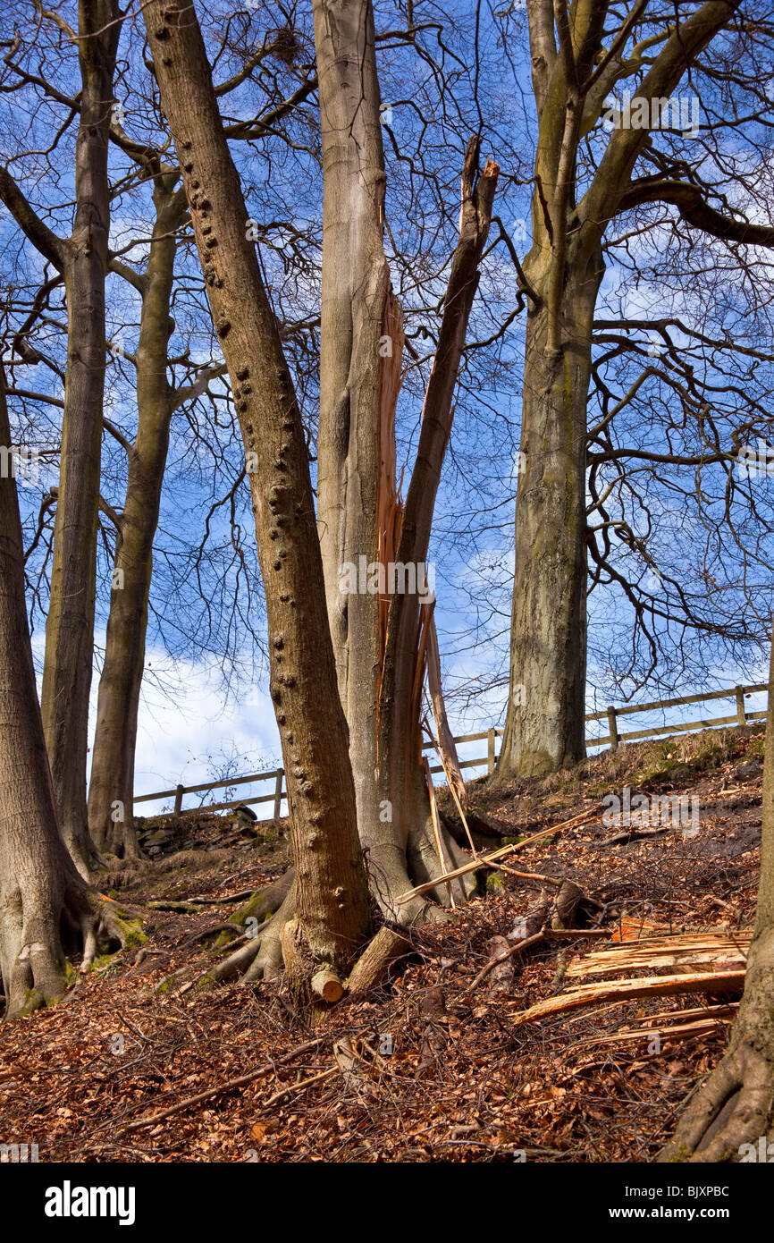 a tree with a severe split in the trunk mayfield valley sheffield south ...