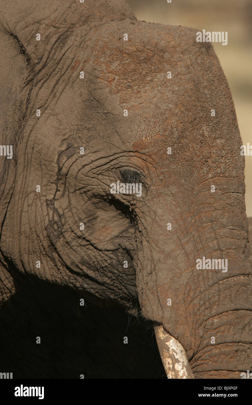 elephant face close up Tarangire river national park trunk Tanzania ...