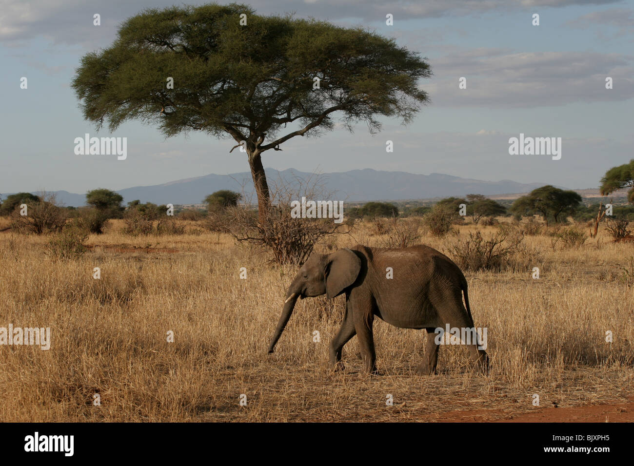 elephant acacia tree Tarangire river national park Tanzania Stock Photo ...