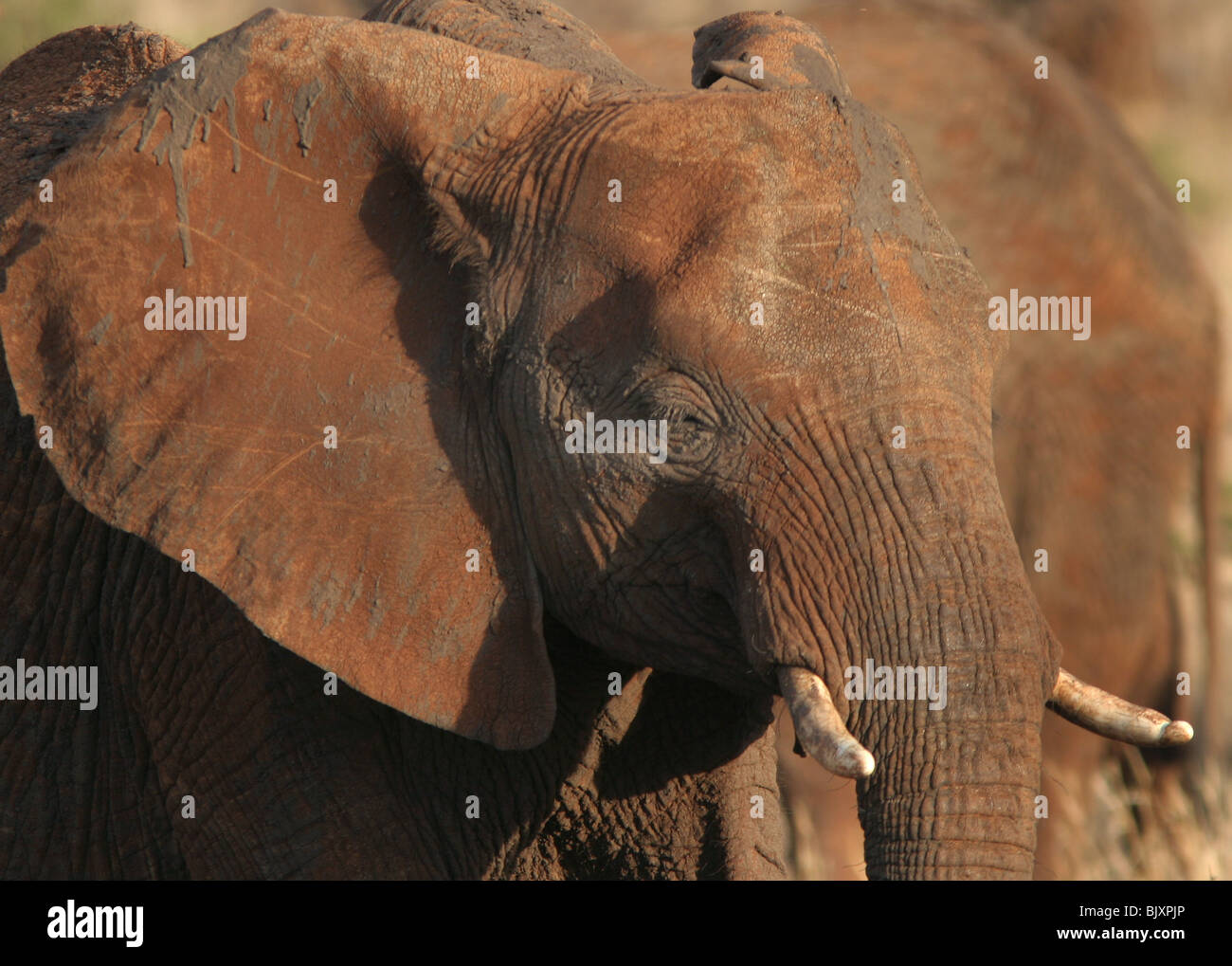 elephant face close up Tarangire river national park trunk Tanzania ...