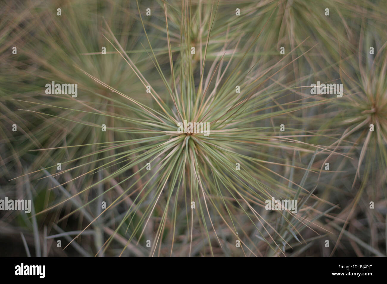 close up of prickly bush plant growing on the beach Stock Photo - Alamy
