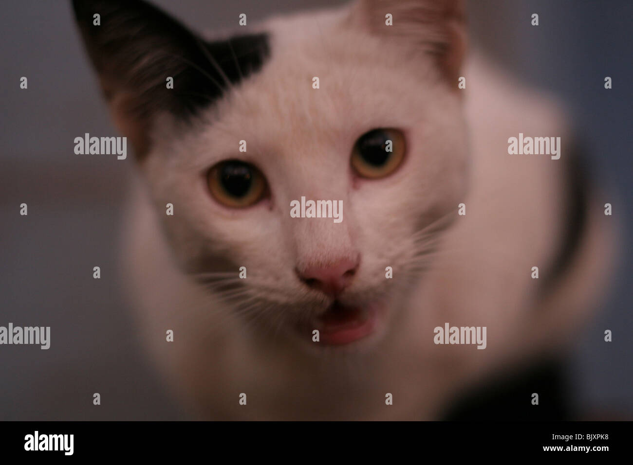 Meowing hi-res stock photography and images - Alamy