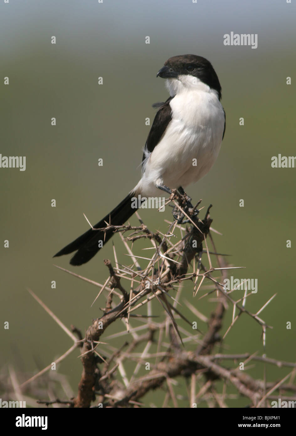 long tailed fiscal acacia tree Tarangire river national park Tanzania ...