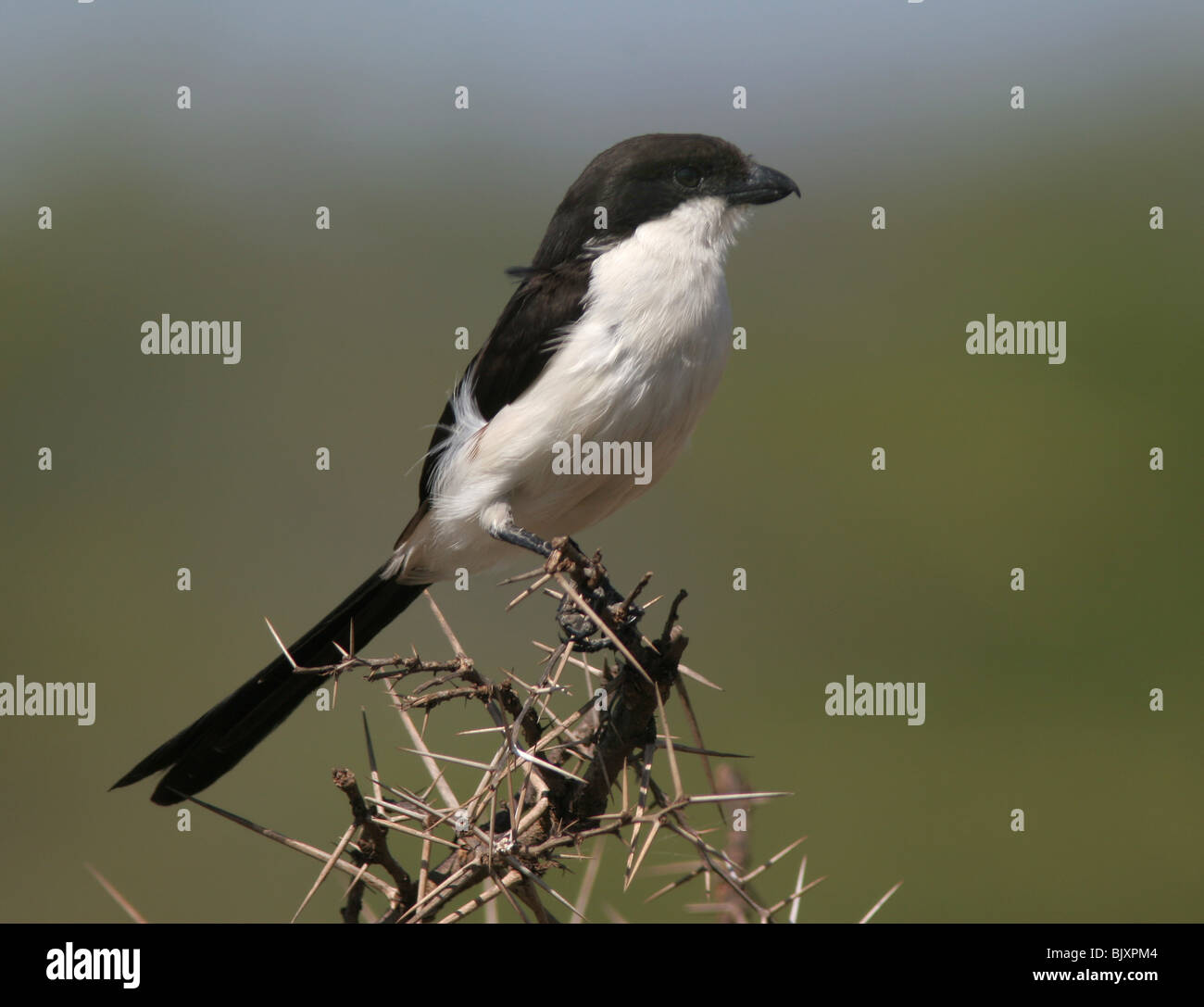 long tailed fiscal acacia tree Tarangire river national park Tanzania ...