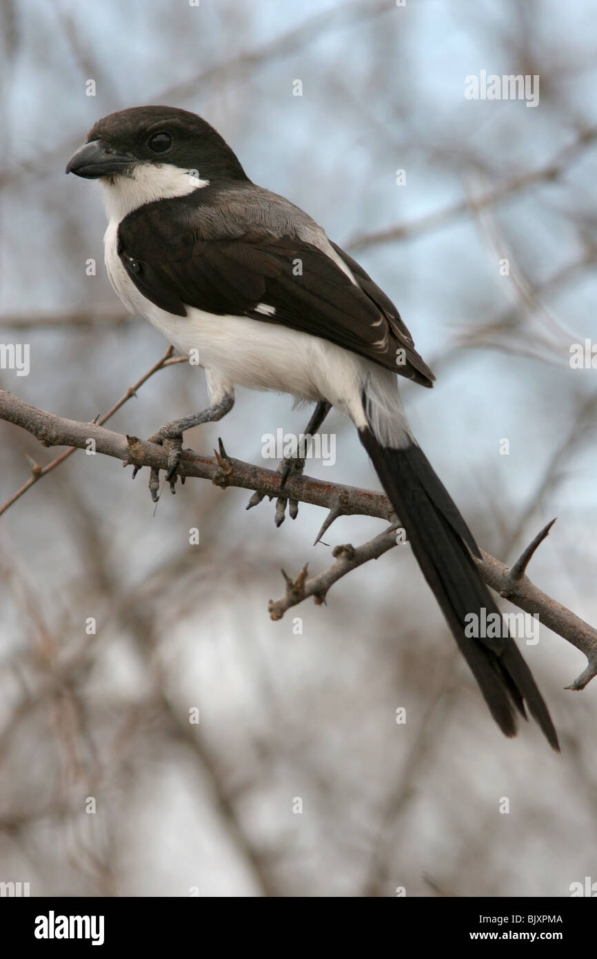 long tailed fiscal acacia tree Tarangire river national park Tanzania ...